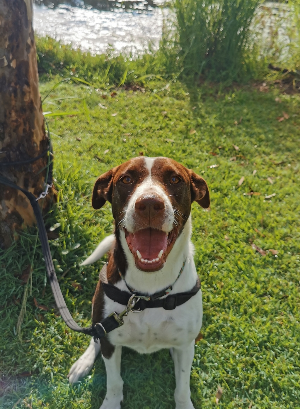 Pepper - Medium Female Siberian Husky x English Pointer Mix Dog in QLD ...