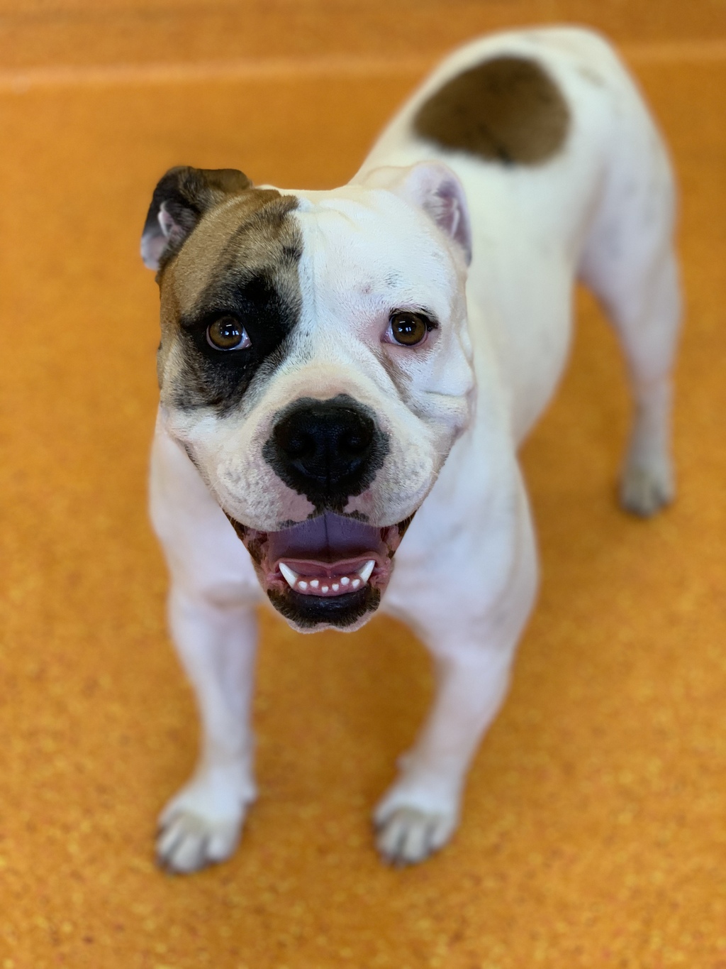 Lola - Medium Female Australian Bulldog Mix Dog in QLD - PetRescue