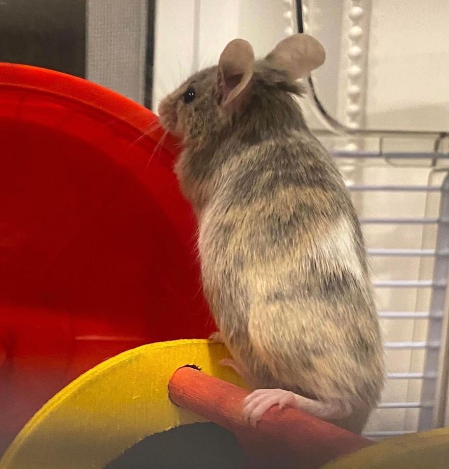 Nibbles and Twiggy - Female Mouse in NSW - PetRescue