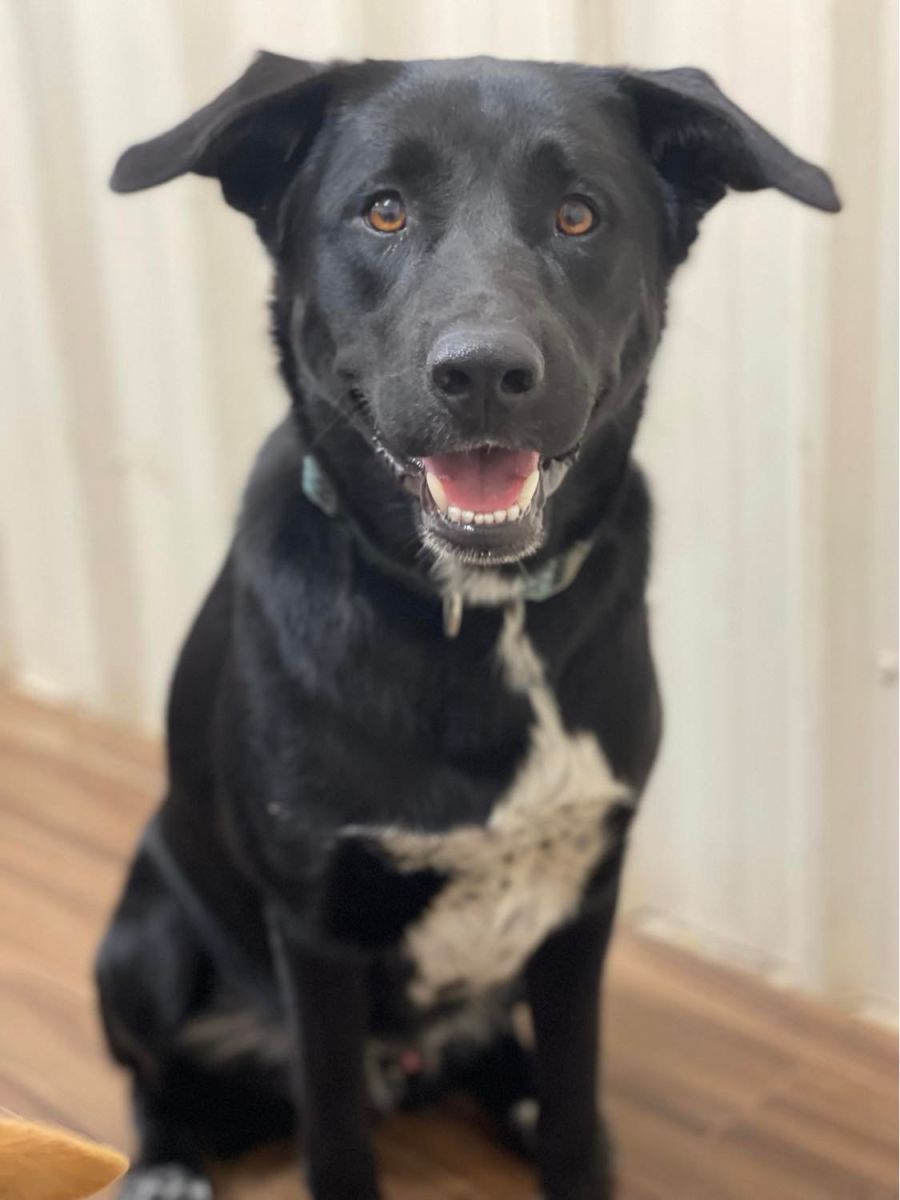 Zuko - Medium Male Labrador x Smithfield Cattle Dog Dog in QLD - PetRescue