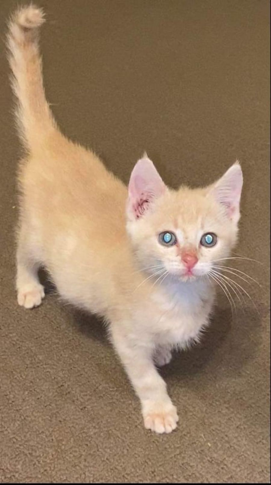 Zeeka - Female Domestic Short Hair Cat in QLD - PetRescue