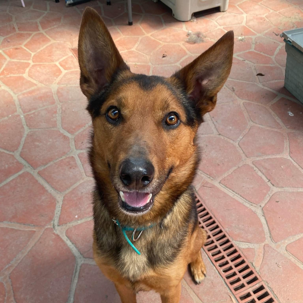 Billy - Medium Male German Shepherd x Kelpie Mix Dog in VIC - PetRescue