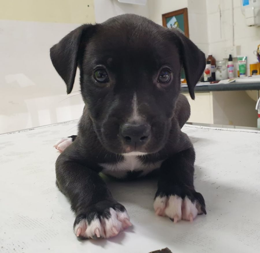 Lyra - Medium Female Catahoula x Kelpie x Labrador Dog in QLD - PetRescue