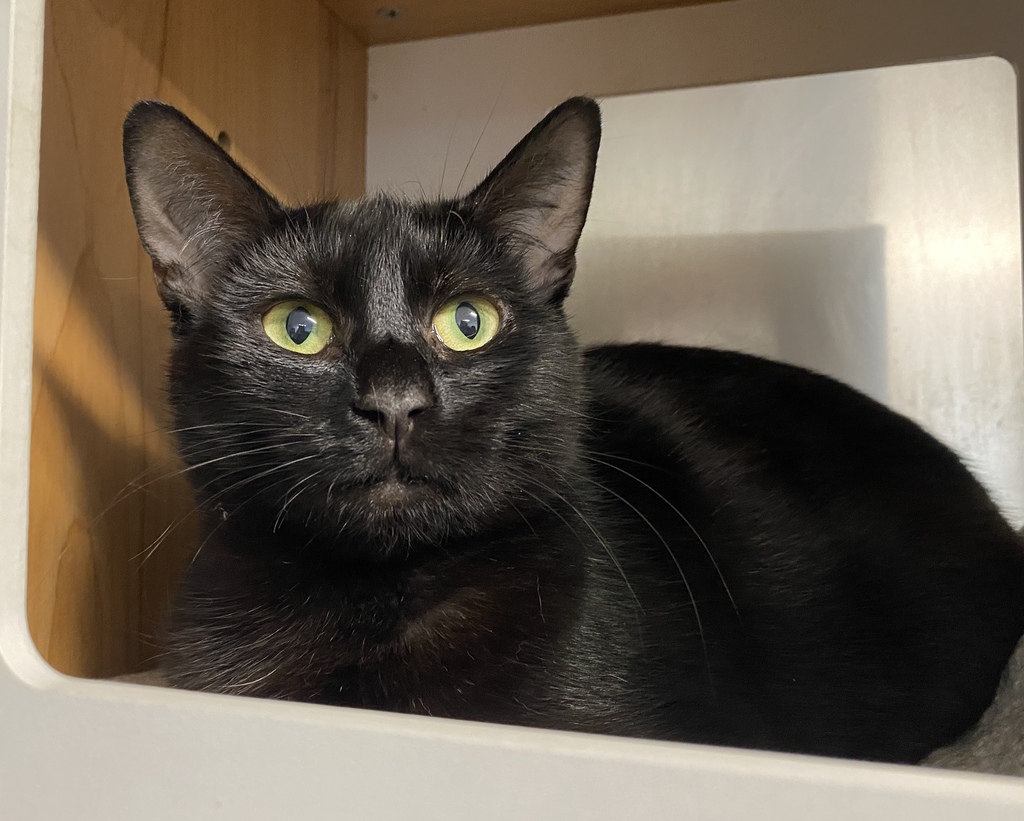 Elphaba - Female Domestic Short Hair Cat in ACT - PetRescue