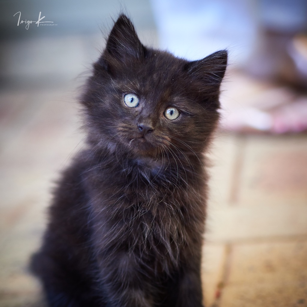 Stumpy - Male Domestic Short Hair Cat in WA - PetRescue