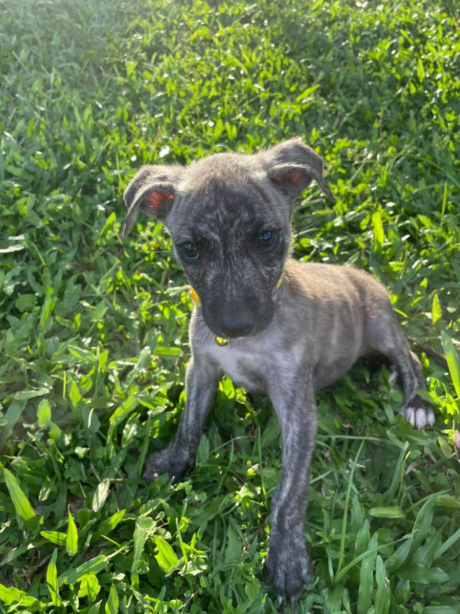 Chimi - Medium Female Staffy Mix Dog in QLD - PetRescue