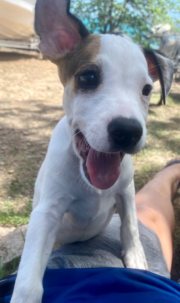 Digger - Medium Male Mixed Breed Dog in QLD - PetRescue