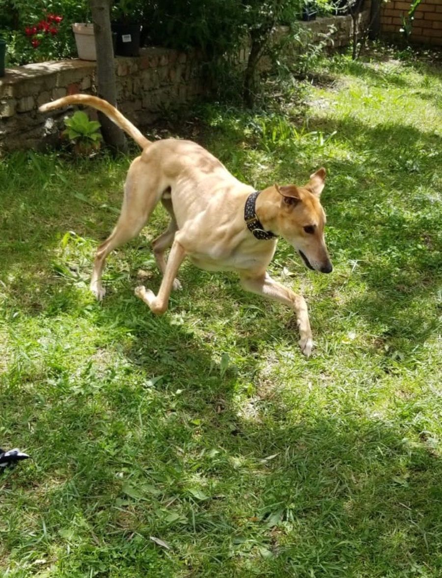 Ollie - Large Male Greyhound Dog in VIC - PetRescue