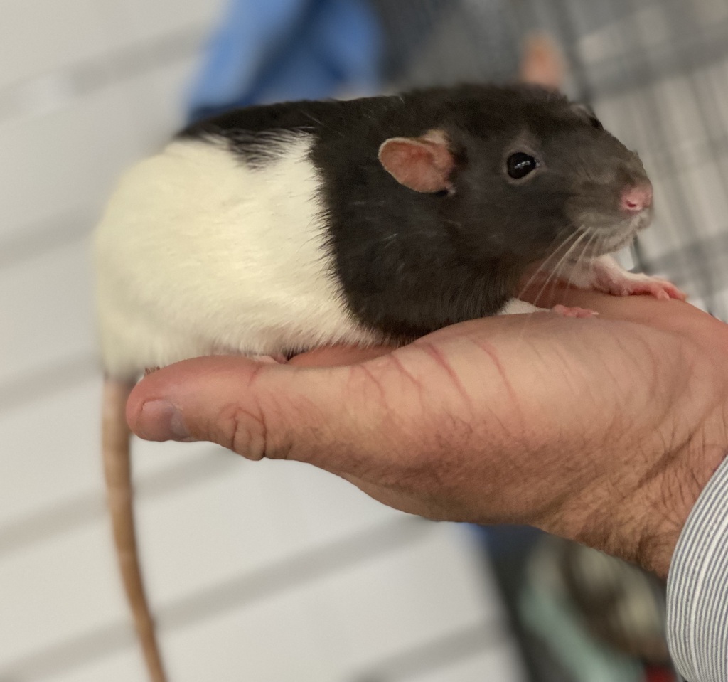 Charlie - Female Rat Mix Rodent in VIC - PetRescue