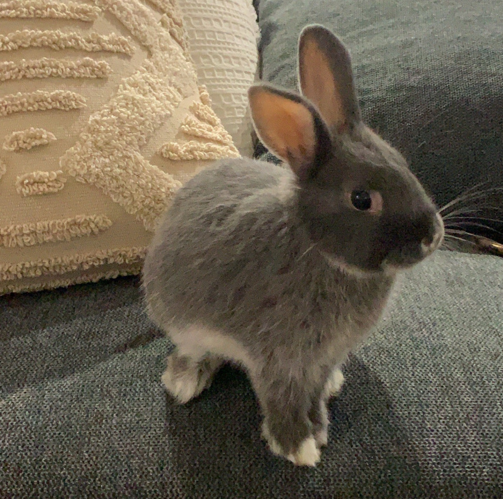 Roxy - Female Dwarf x Lop Eared Mix Rabbit in VIC - PetRescue