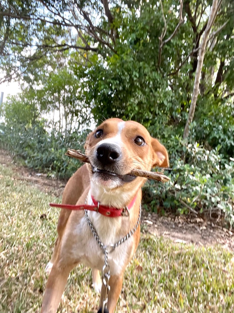 Sammi - Medium Female Mixed Breed Dog in QLD - PetRescue