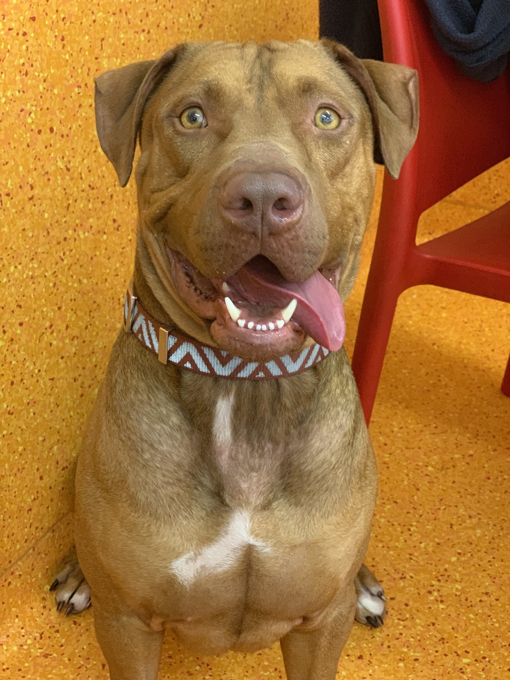 Bob - Large Male Rhodesian Ridgeback x Shar Pei Mix Dog in QLD - PetRescue