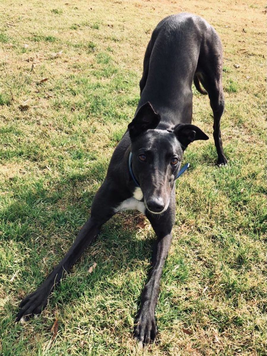 Shadow - Large Male Greyhound Dog in NSW - PetRescue