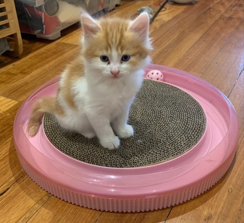 Tinky-Winky - Male Dsh Mix Cat in VIC - PetRescue