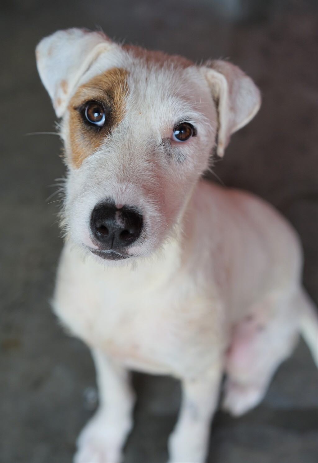 Brie - Medium Female Staghound x English Staffordshire Bull Terrier Mix ...