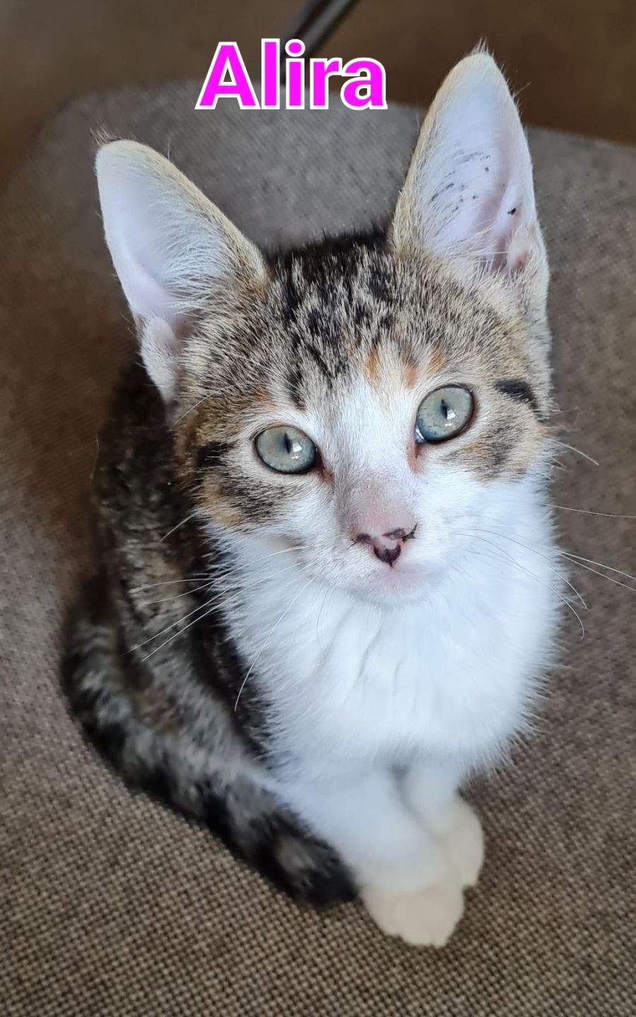 Alira - Female Domestic Short Hair Cat in VIC - PetRescue