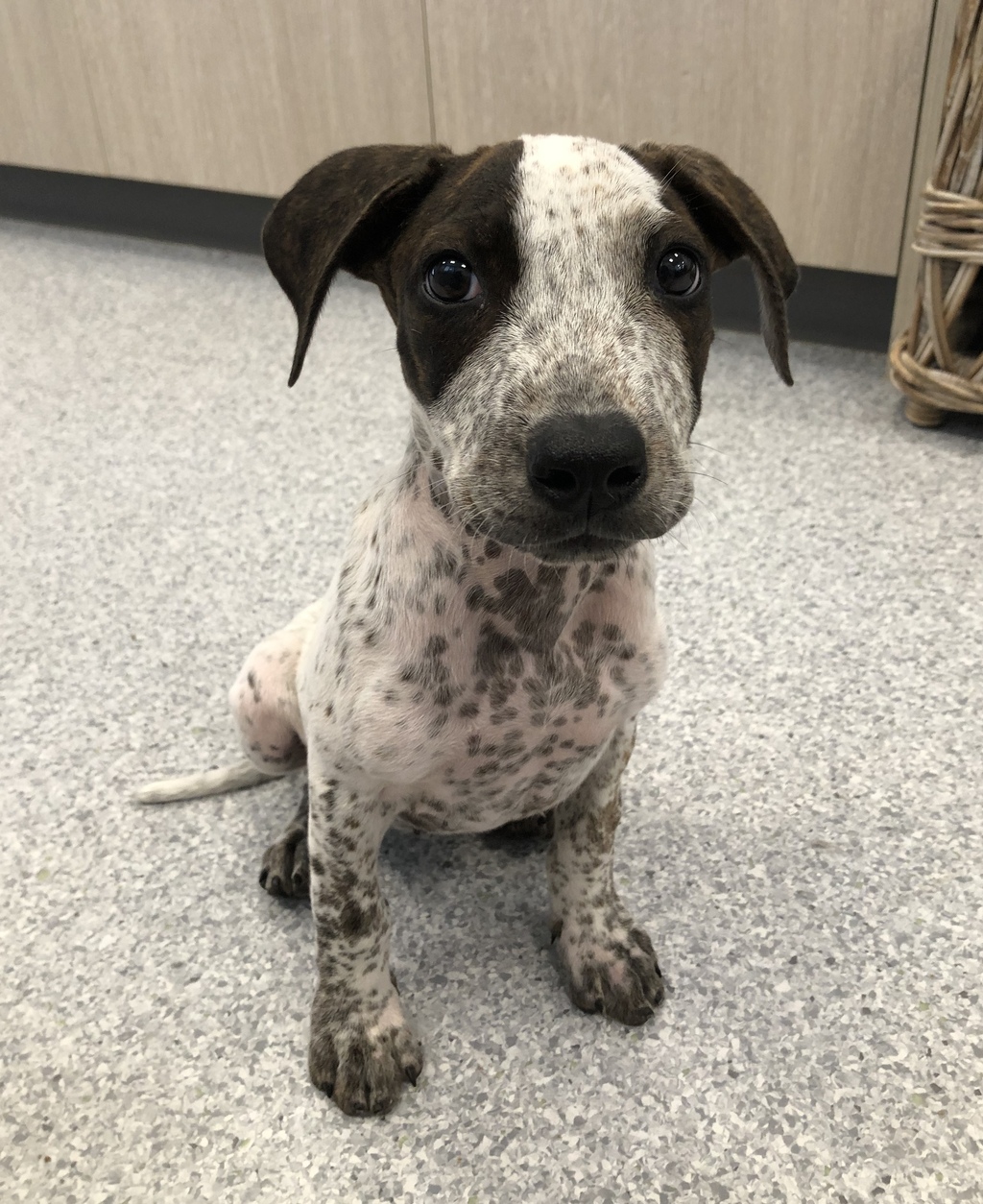 Feebs - Large Female German Shorthaired Pointer x Rhodesian Ridgeback ...