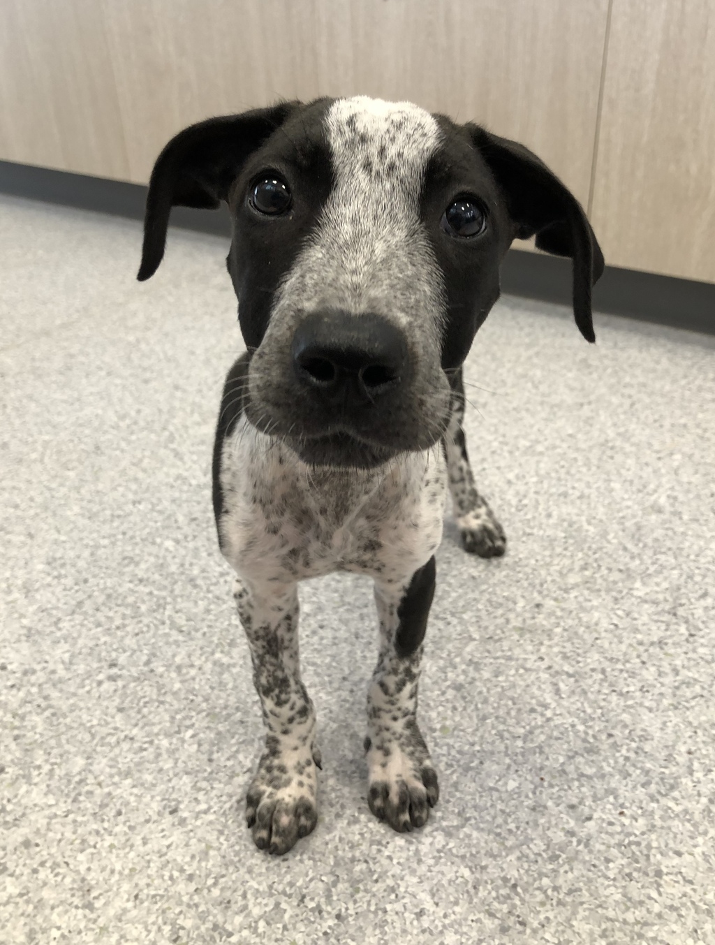 Yori - Large Female German Shorthaired Pointer x Rhodesian Ridgeback ...