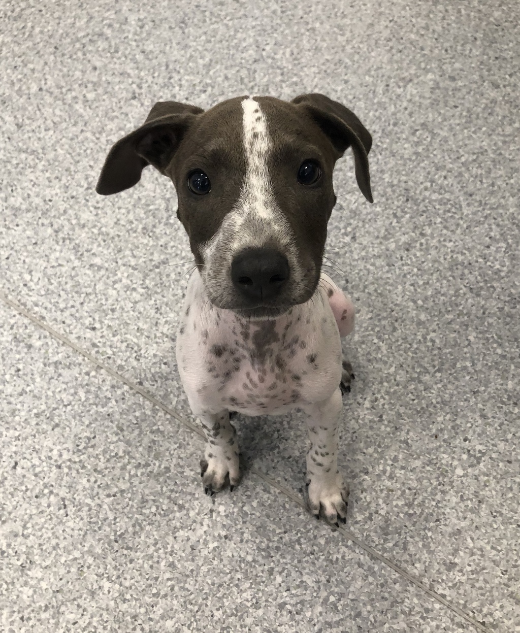 Ryan - Large Male German Shorthaired Pointer x Rhodesian Ridgeback Mix ...