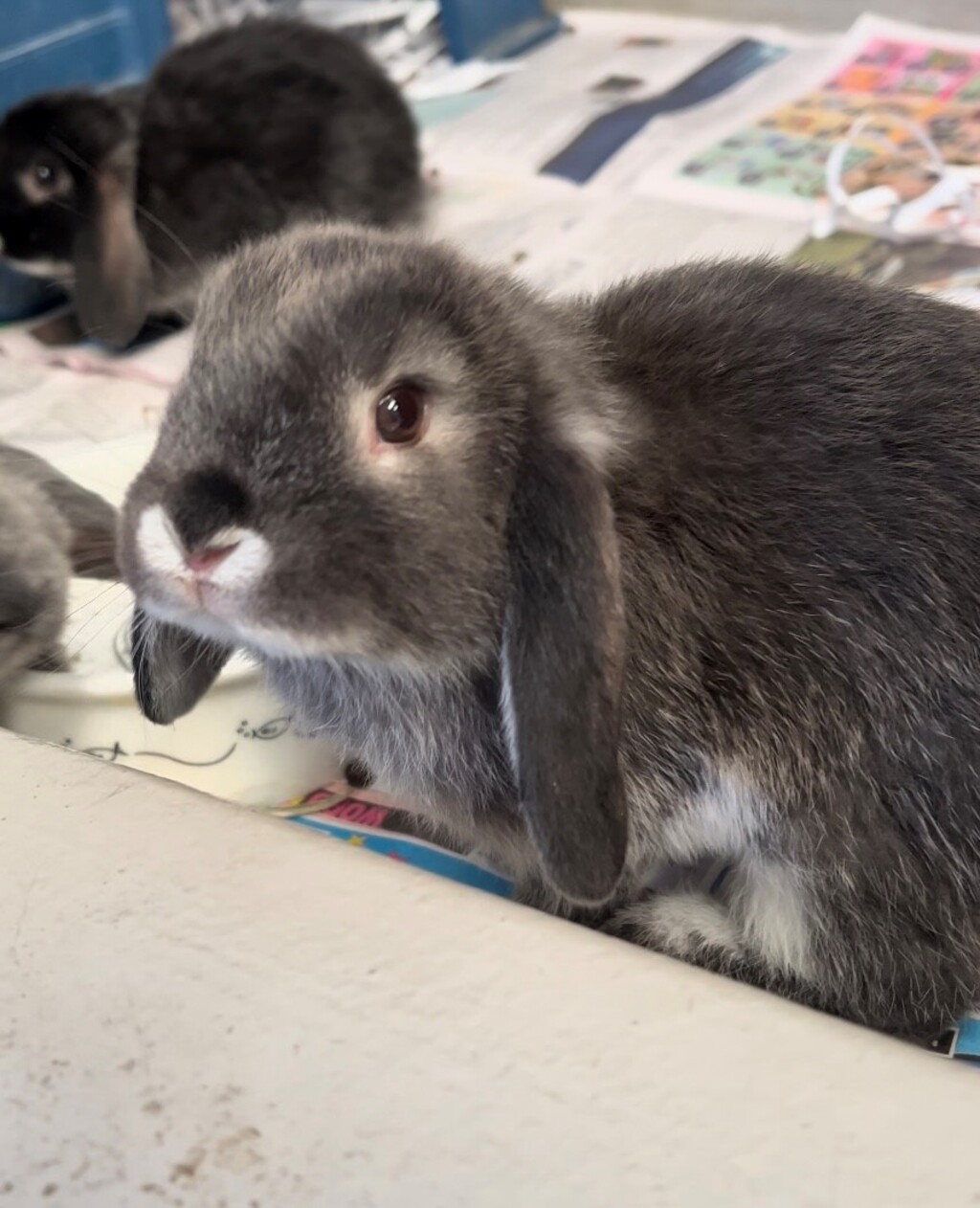 Vaughn - Male Bunny Rabbit Mix Rabbit in WA - PetRescue