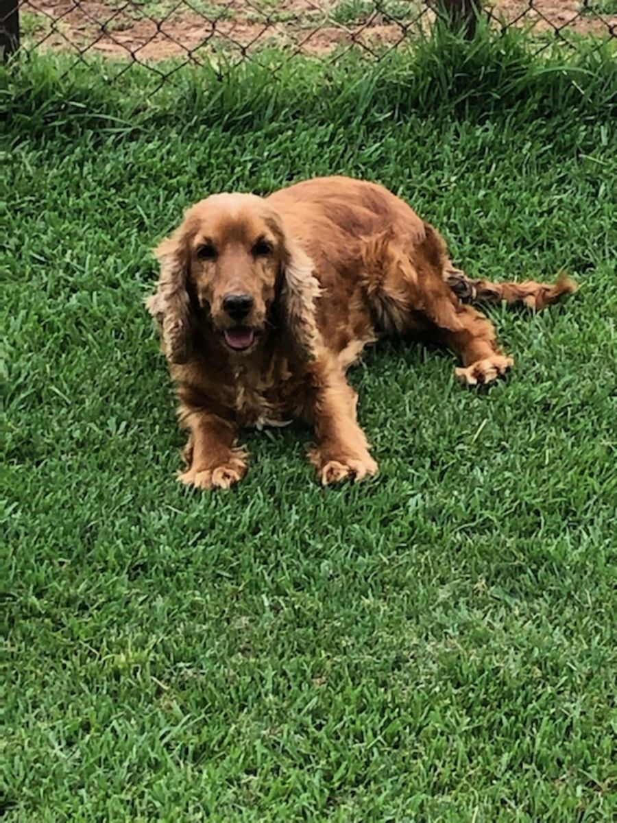 Alabama - Medium Female Cocker Spaniel Dog in NSW - PetRescue