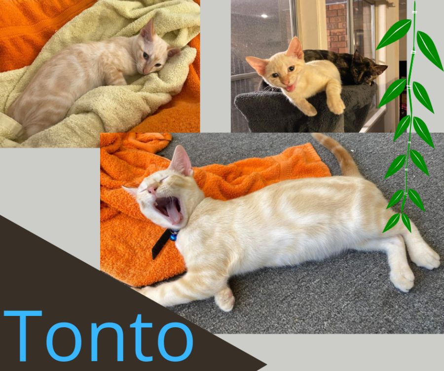 Tonto - Male Domestic Short Hair Cat in QLD - PetRescue