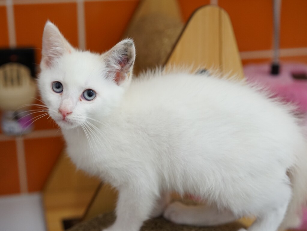 Theo - Male Layanese Mix Cat in QLD - PetRescue