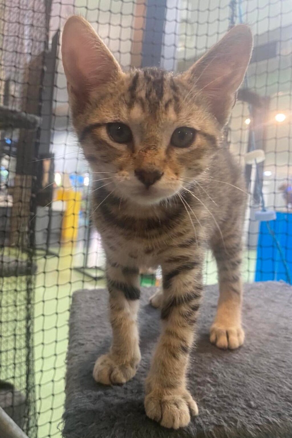 Rocky - Male Domestic Short Hair Mix Cat in QLD - PetRescue