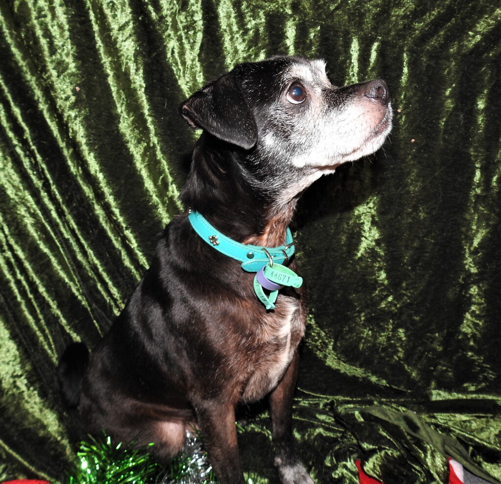 Ziggy - Small Male Fox Terrier x Pug Mix Dog in QLD - PetRescue