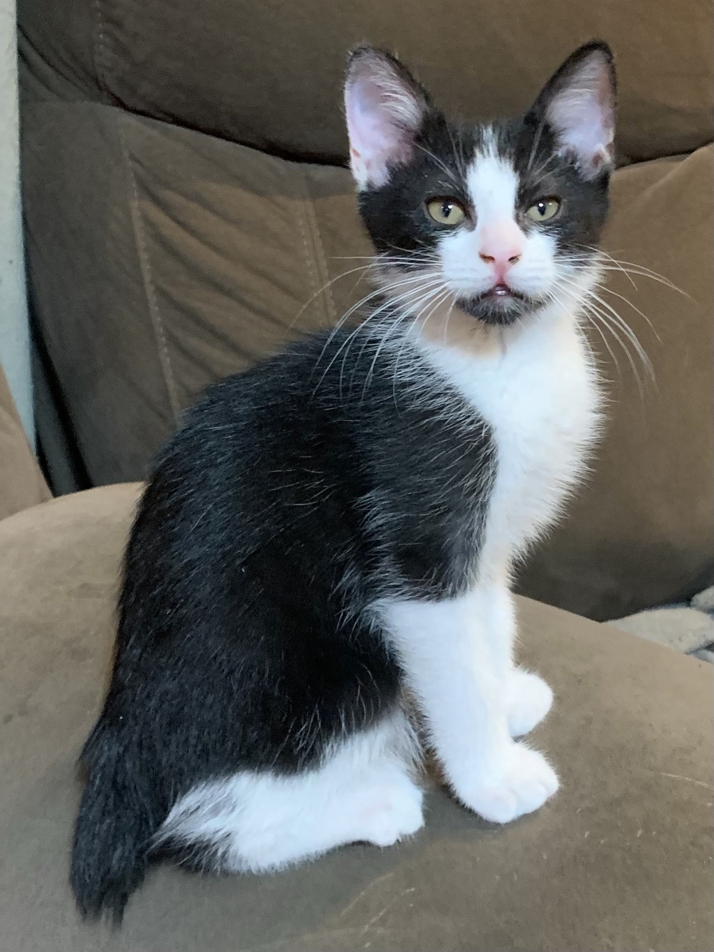 Atticus - Male Manx Mix Cat in QLD - PetRescue