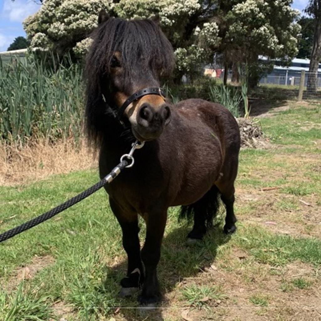Pablo - Male Miniture Pony Mix Horse in VIC - PetRescue