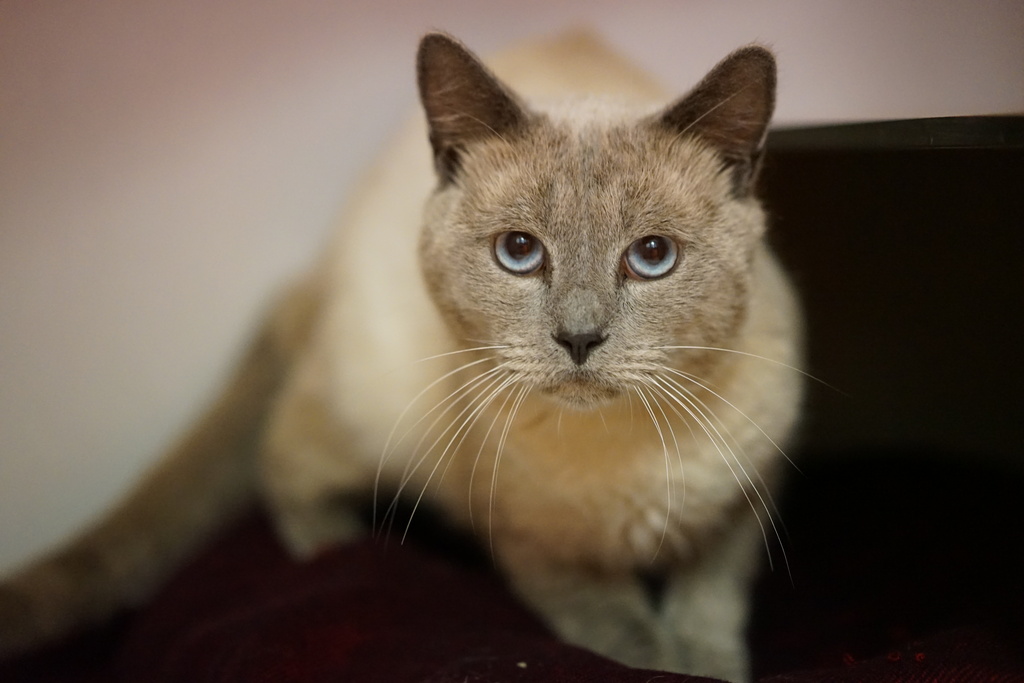 Kewpie - Male Layanese Mix Cat in QLD - PetRescue