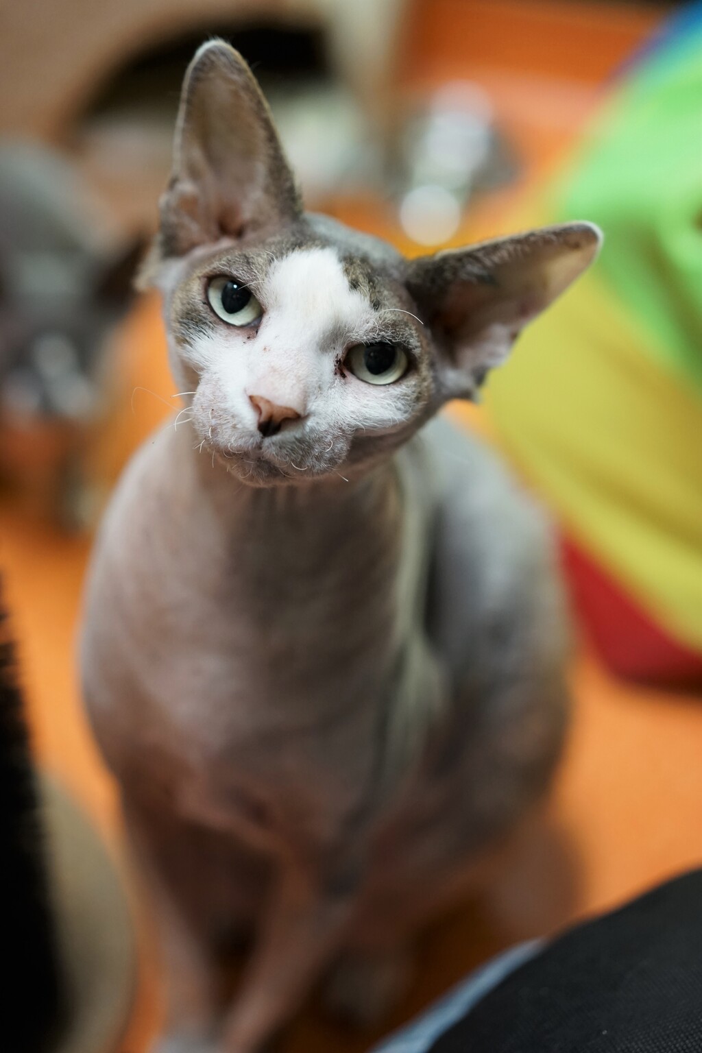 Mr. Vic - Male Sphynx Mix Cat in QLD - PetRescue