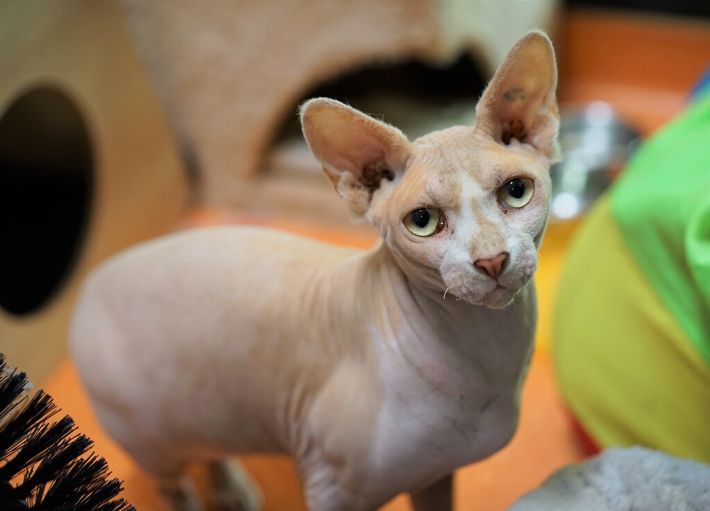 Chalk - Male Sphynx Mix Cat in QLD - PetRescue