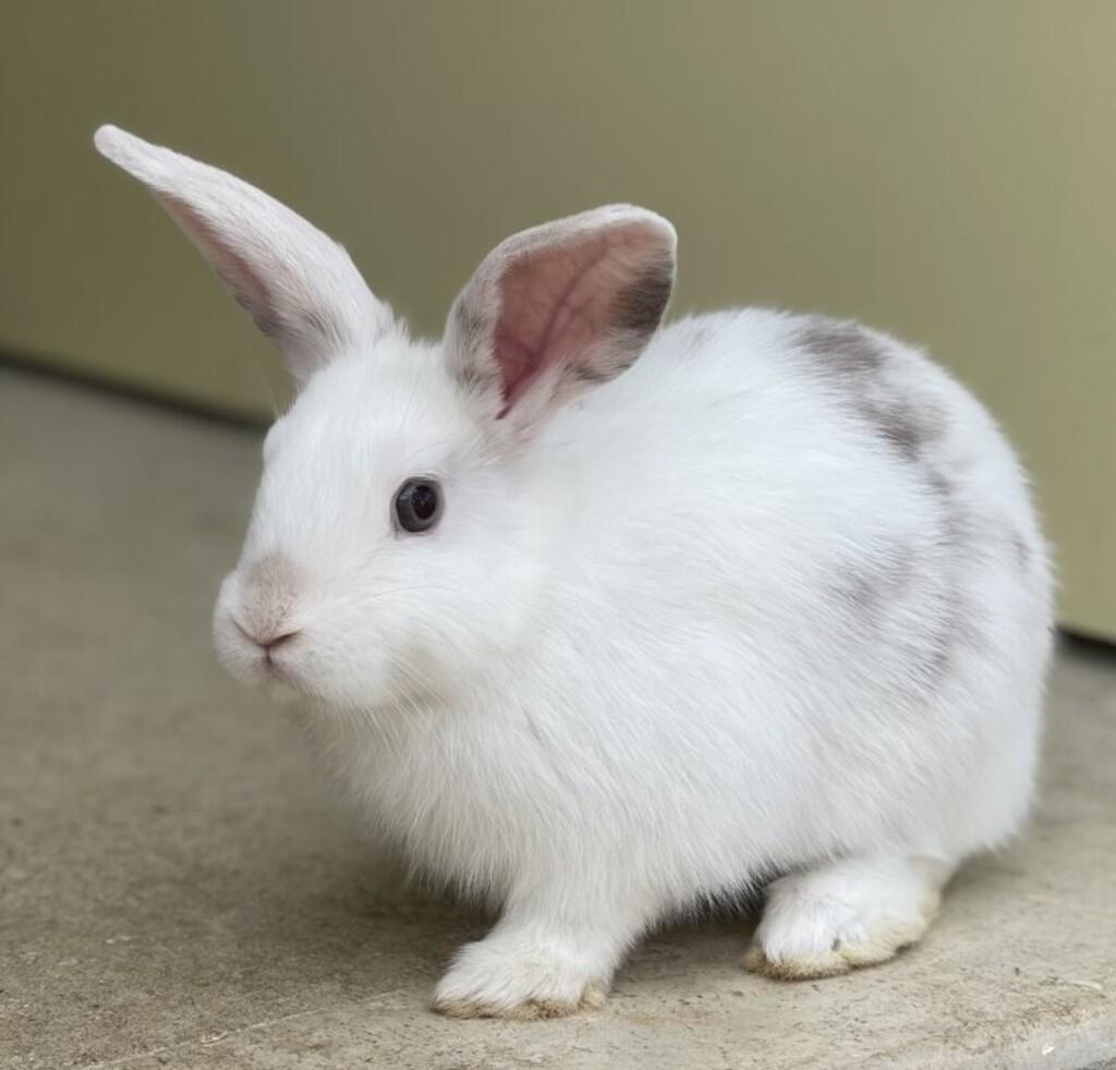 Bigwig - Female Bunny Rabbit Mix Rabbit in NSW - PetRescue
