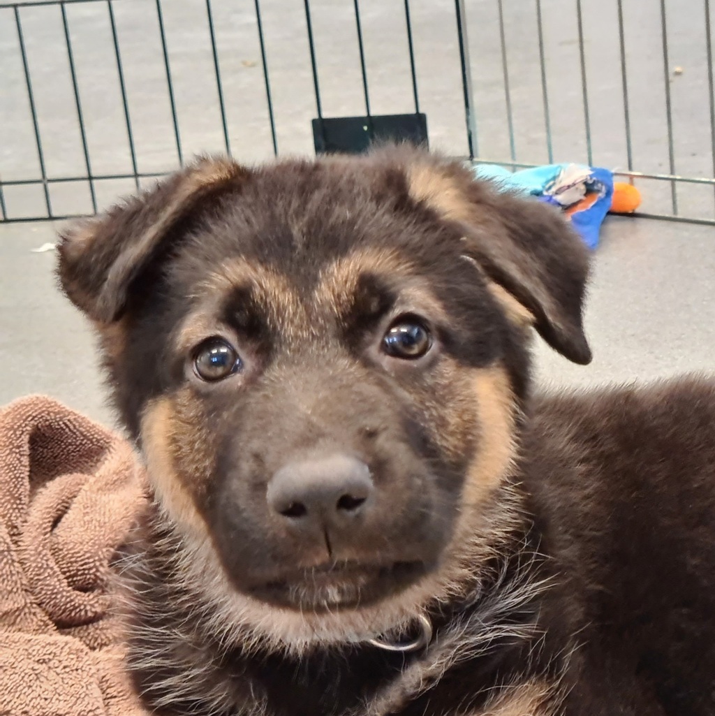 Layla - Medium Female German Shepherd Dog in VIC - PetRescue