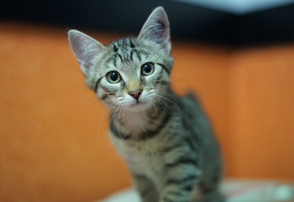 Tegan - Female Manx Mix Cat in QLD - PetRescue
