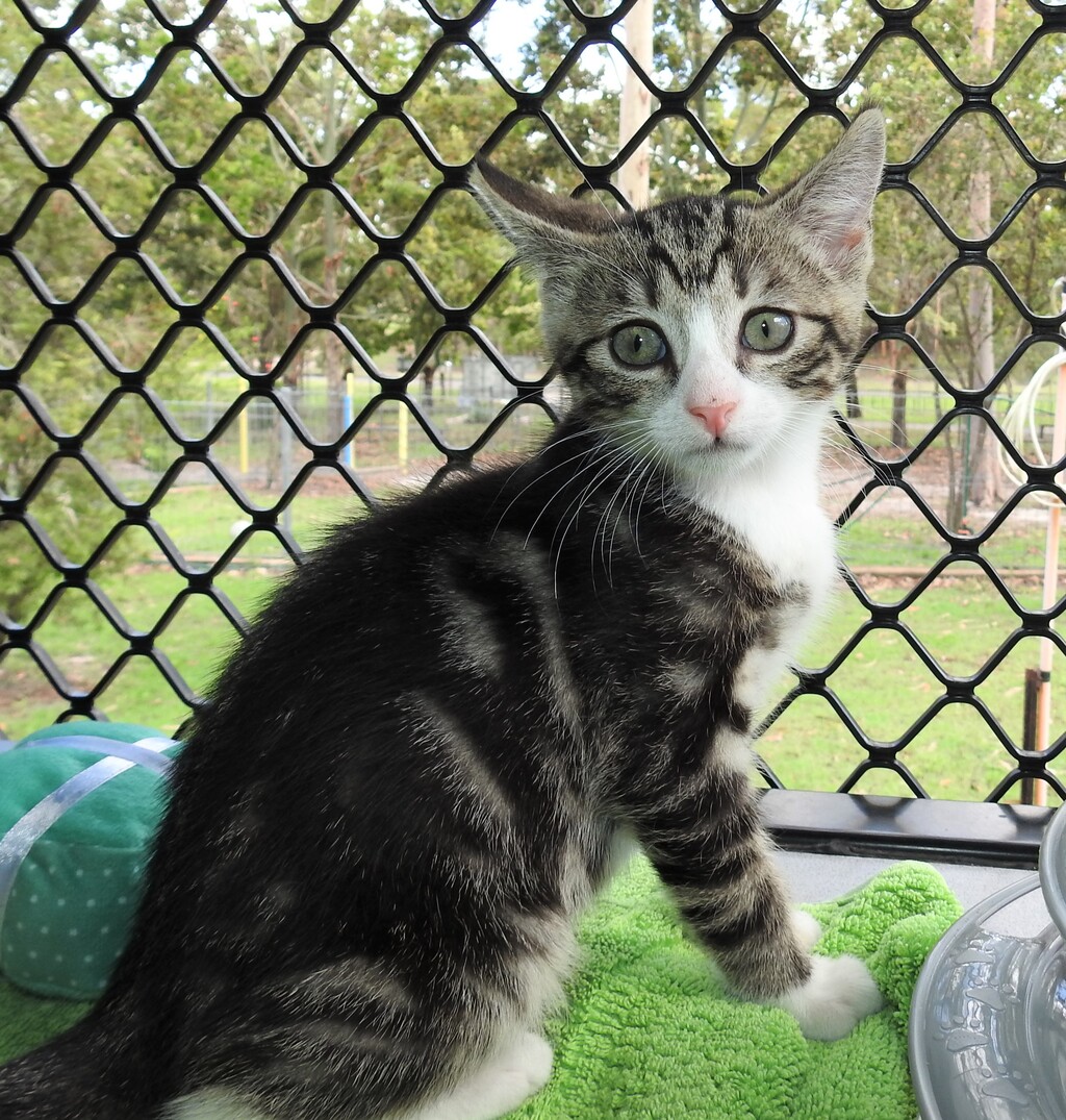 Biggles - Male Domestic Short Hair Mix Cat in QLD - PetRescue
