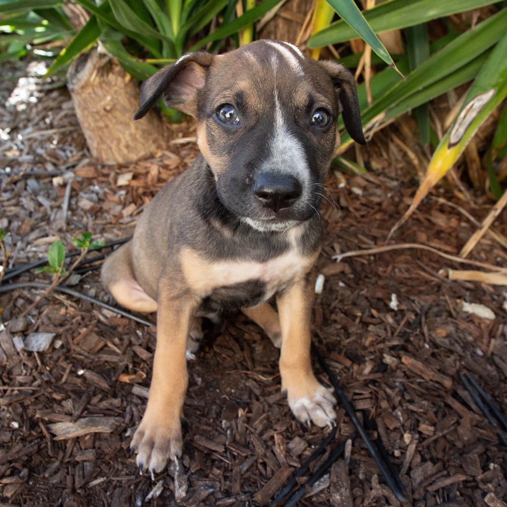 Fleetwood - Medium Male Mixed Breed Dog in WA - PetRescue