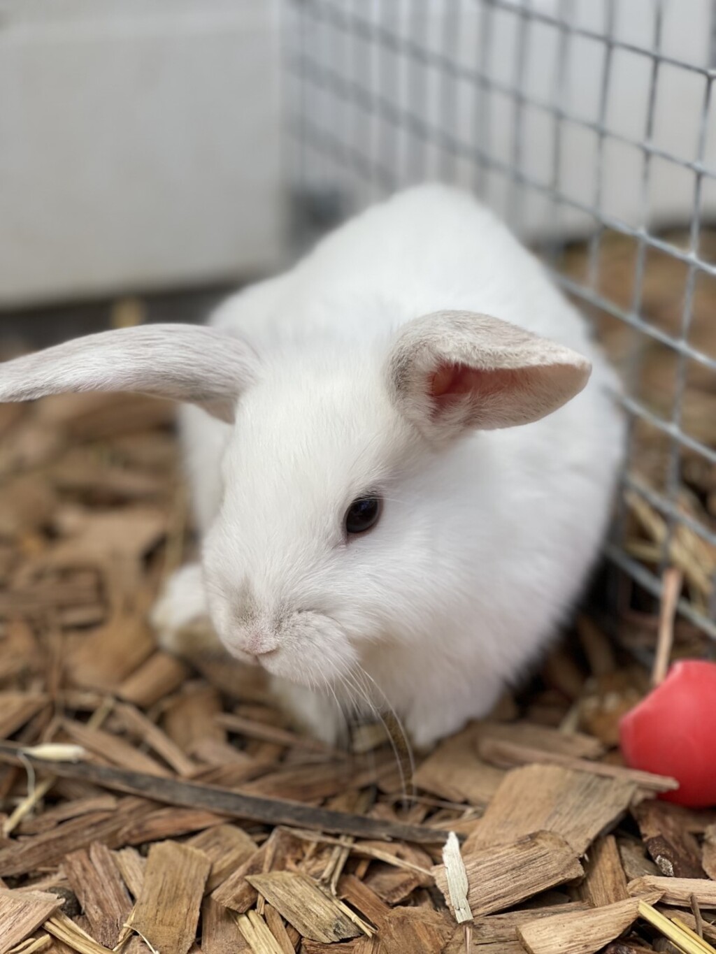 Blackberry - Female Bunny Rabbit Mix Rabbit in NSW - PetRescue