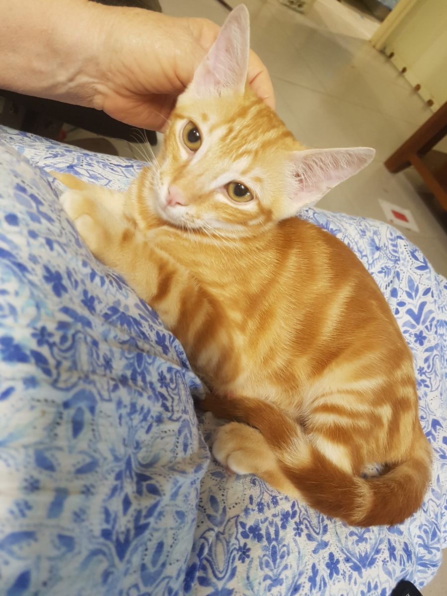 Quimby - Male Domestic Short Hair Cat in QLD - PetRescue