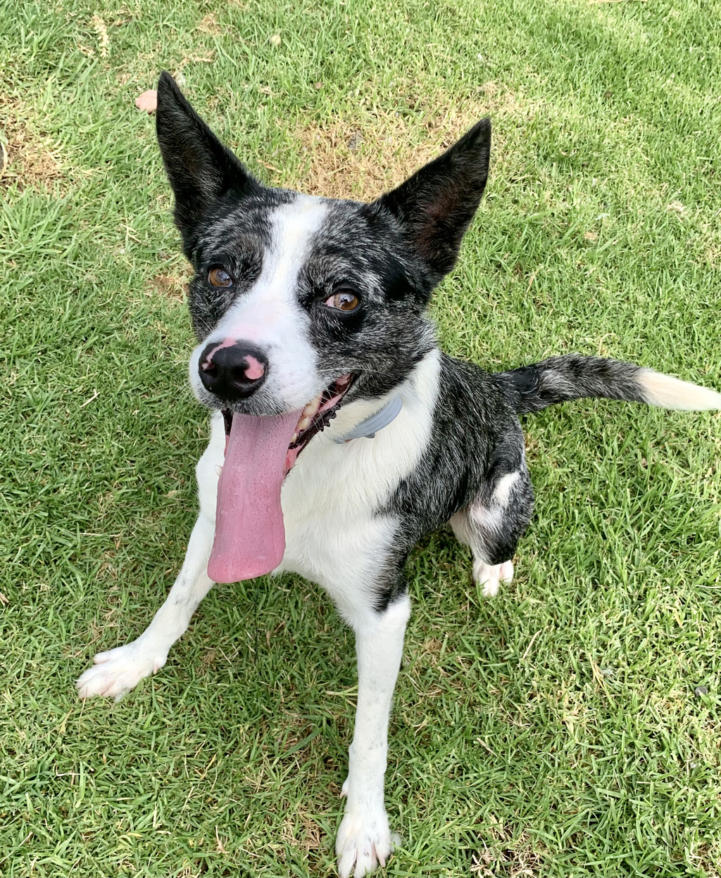 Bruce - Medium Male Australian Koolie Mix Dog in QLD - PetRescue