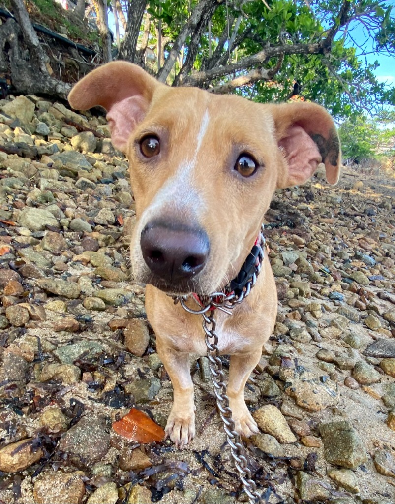 Amina - Medium Female Mixed Breed Dog in QLD - PetRescue
