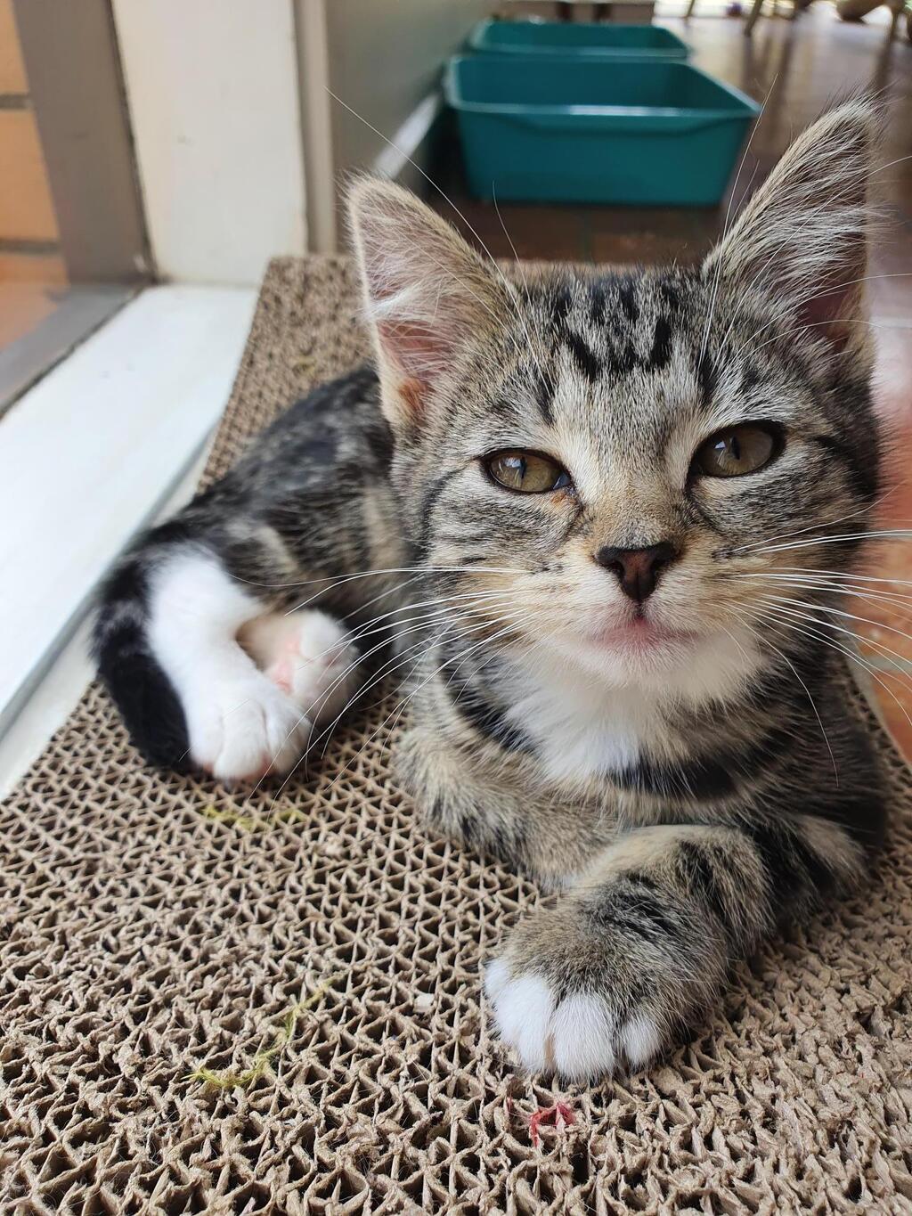 Rori - Female Dsh Mix Cat in VIC - PetRescue