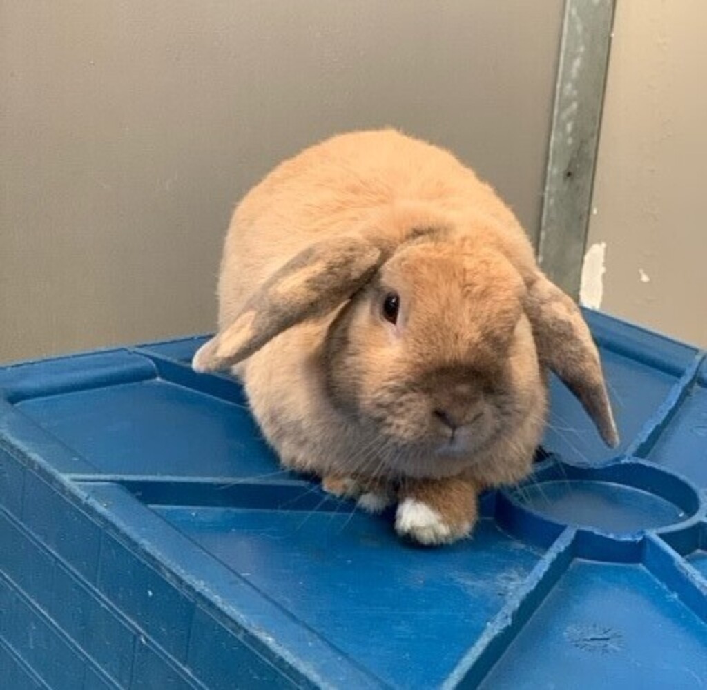 Turtle - Male Lop Eared Mix Rabbit in WA - PetRescue