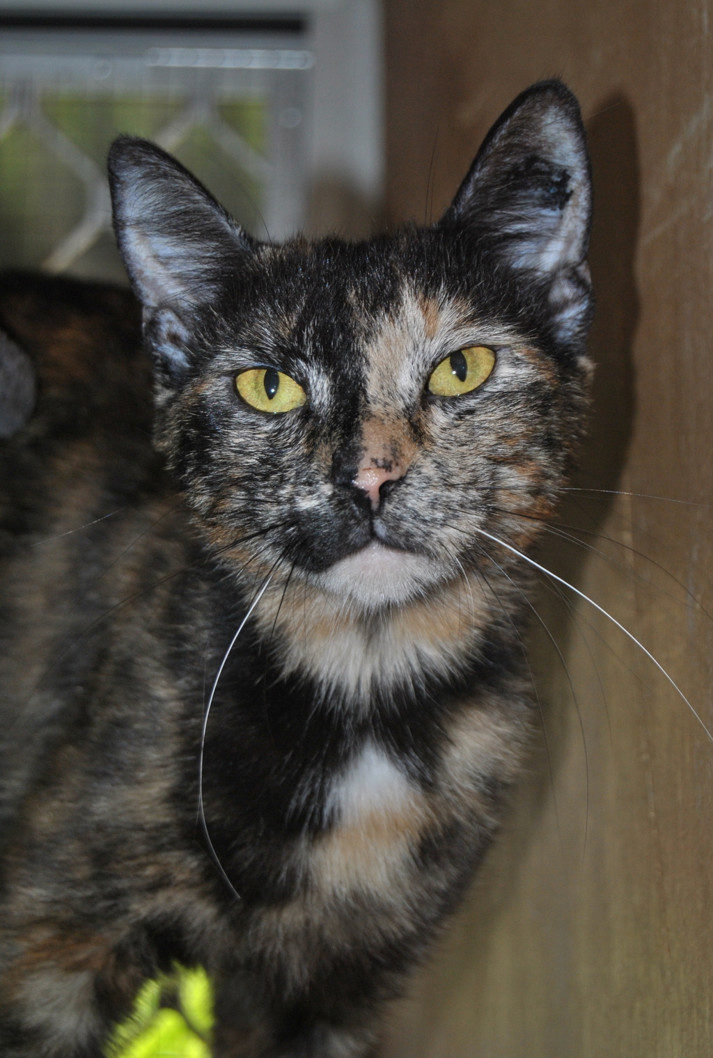 Mixie - Female Domestic Short Hair Mix Cat in QLD - PetRescue