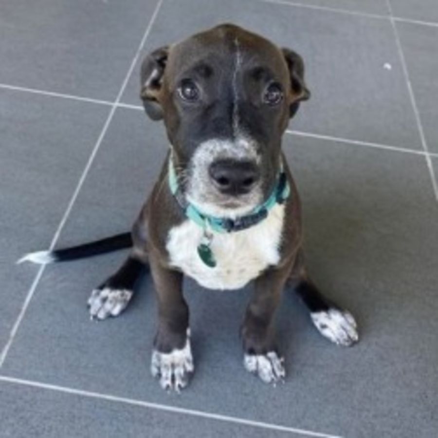 Norah - Medium Female Staffy x German Shepherd Mix Dog in QLD - PetRescue
