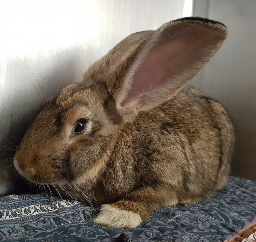 Flick - Male Rabbit Unspecified Mix Rabbit in VIC - PetRescue