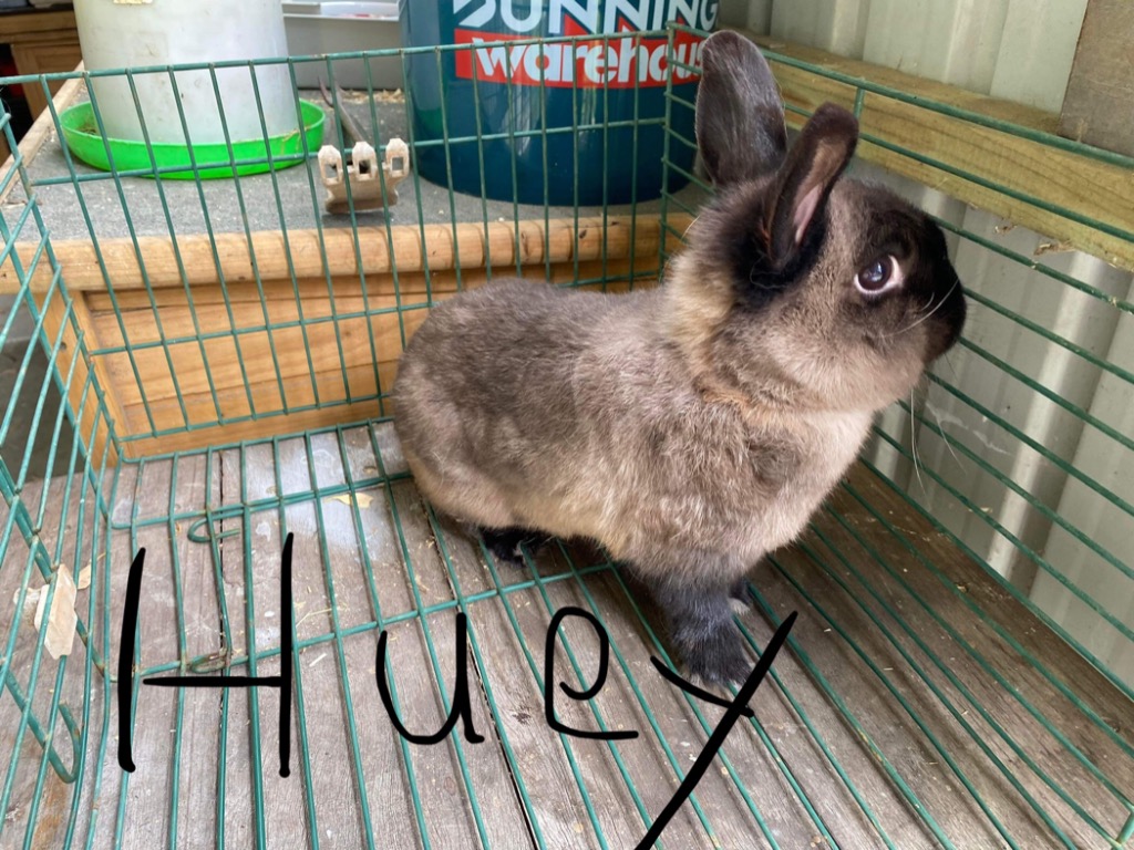Huey - Male Bunny Rabbit in WA - PetRescue