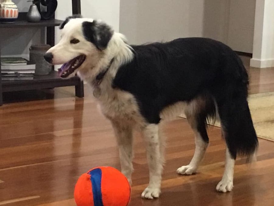 Bob - Medium Male Border Collie Dog in QLD - PetRescue